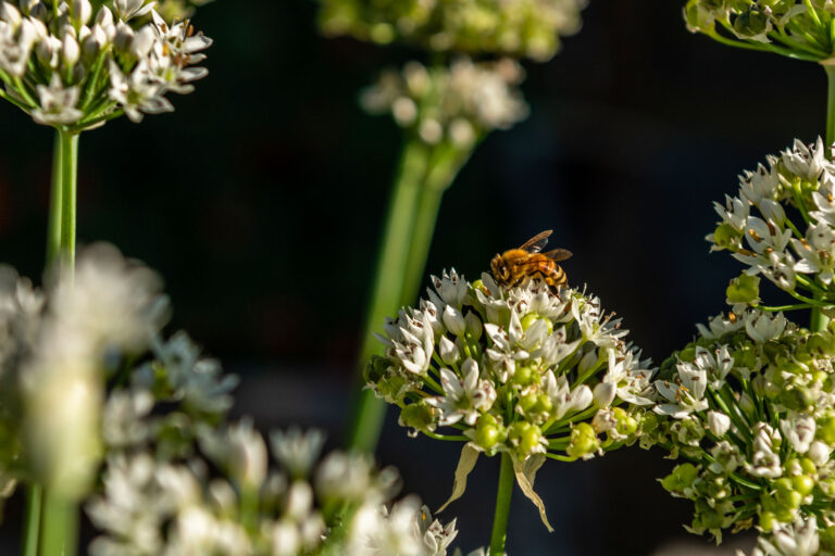 Who's Pollinating Your Gardens? - Nspire Magazine - Pacific Northwest ...